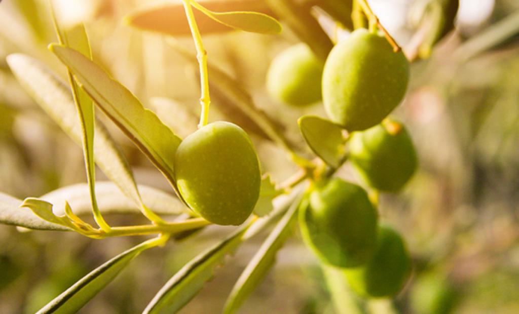 Oliven ger oss allt - smak och skönhet | RES.se
